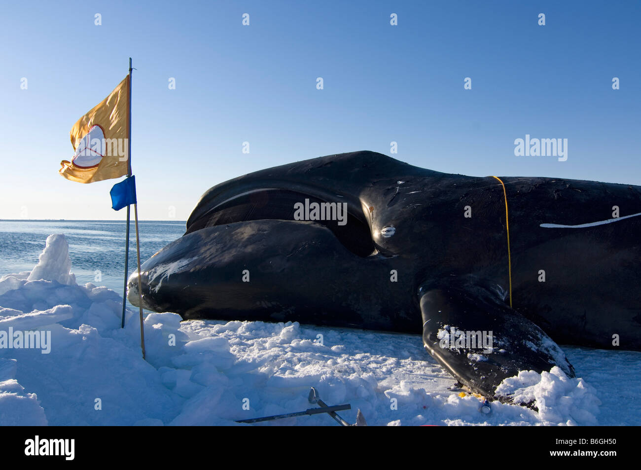 Balaena mysticetus hi-res stock photography and images - Alamy