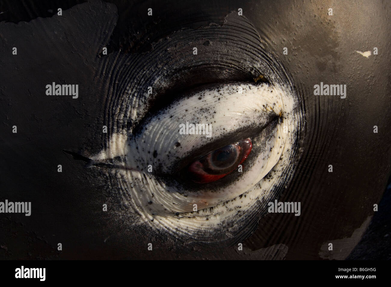 Eye bowhead whale balaena mysticetus hi-res stock photography and ...