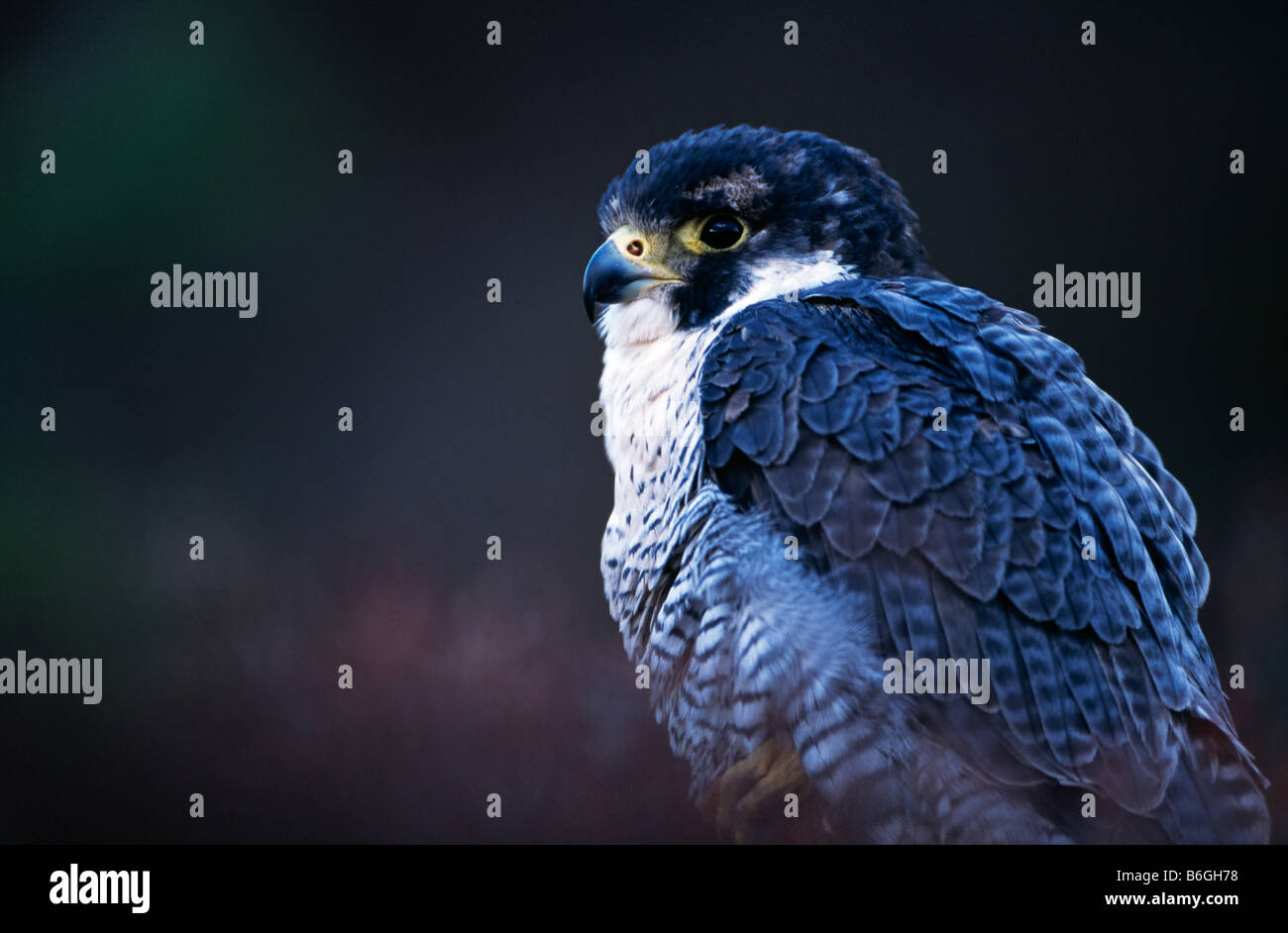 Peregrine Falcon stood in Scottish heather Stock Photo - Alamy