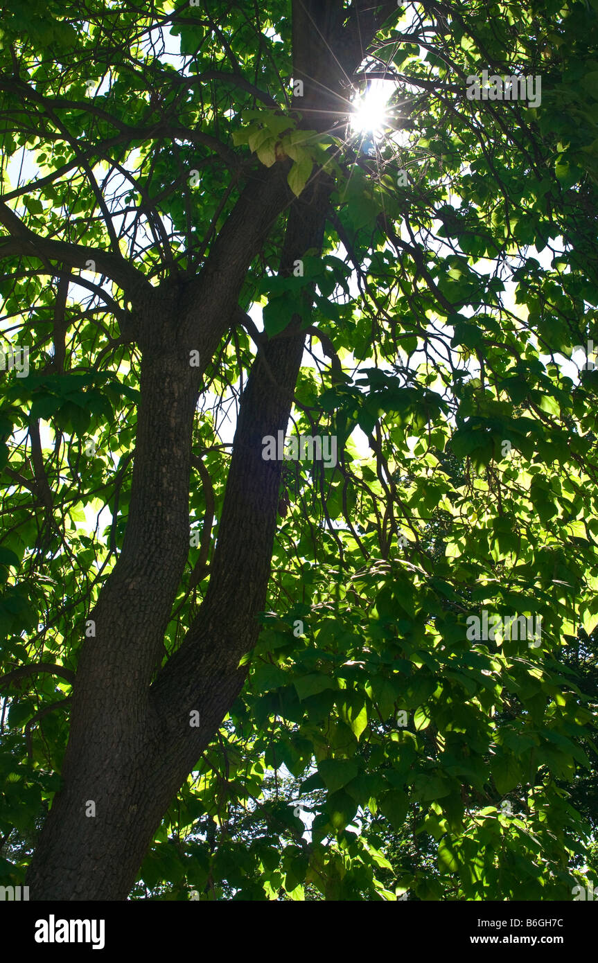 Sunlight streams through forest tree leaves Stock Photo - Alamy
