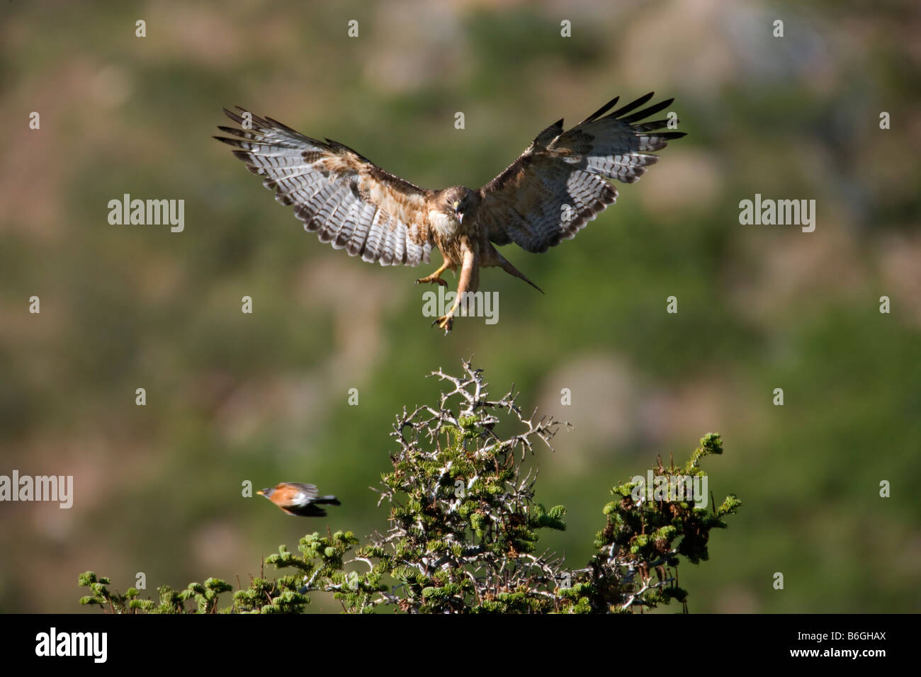 A red-tailed hawk leaps from its perch to avoid an American robin's ...