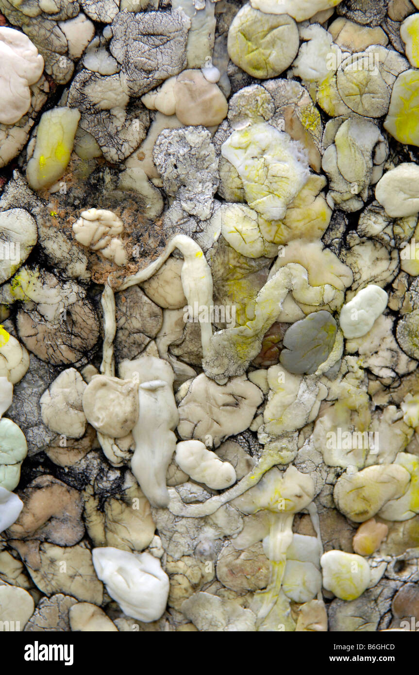 berlin wall chewing gum Stock Photo - Alamy