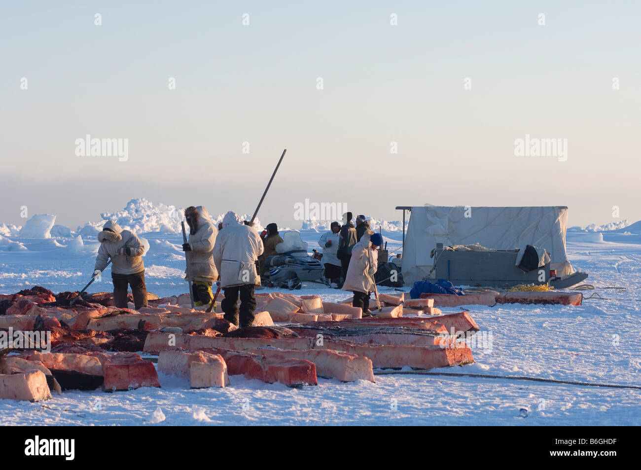 Inupiaq whalers sort shares of bowhead whale Balaena mysticetus muktuk ...