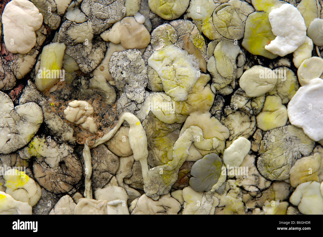berlin wall chewing gum Stock Photo - Alamy