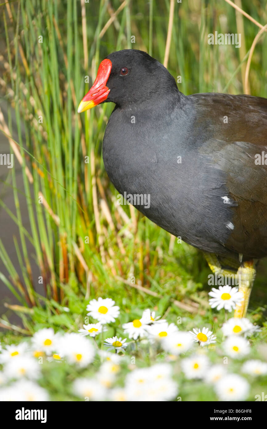 Moorhen, England UK Stock Photo - Alamy