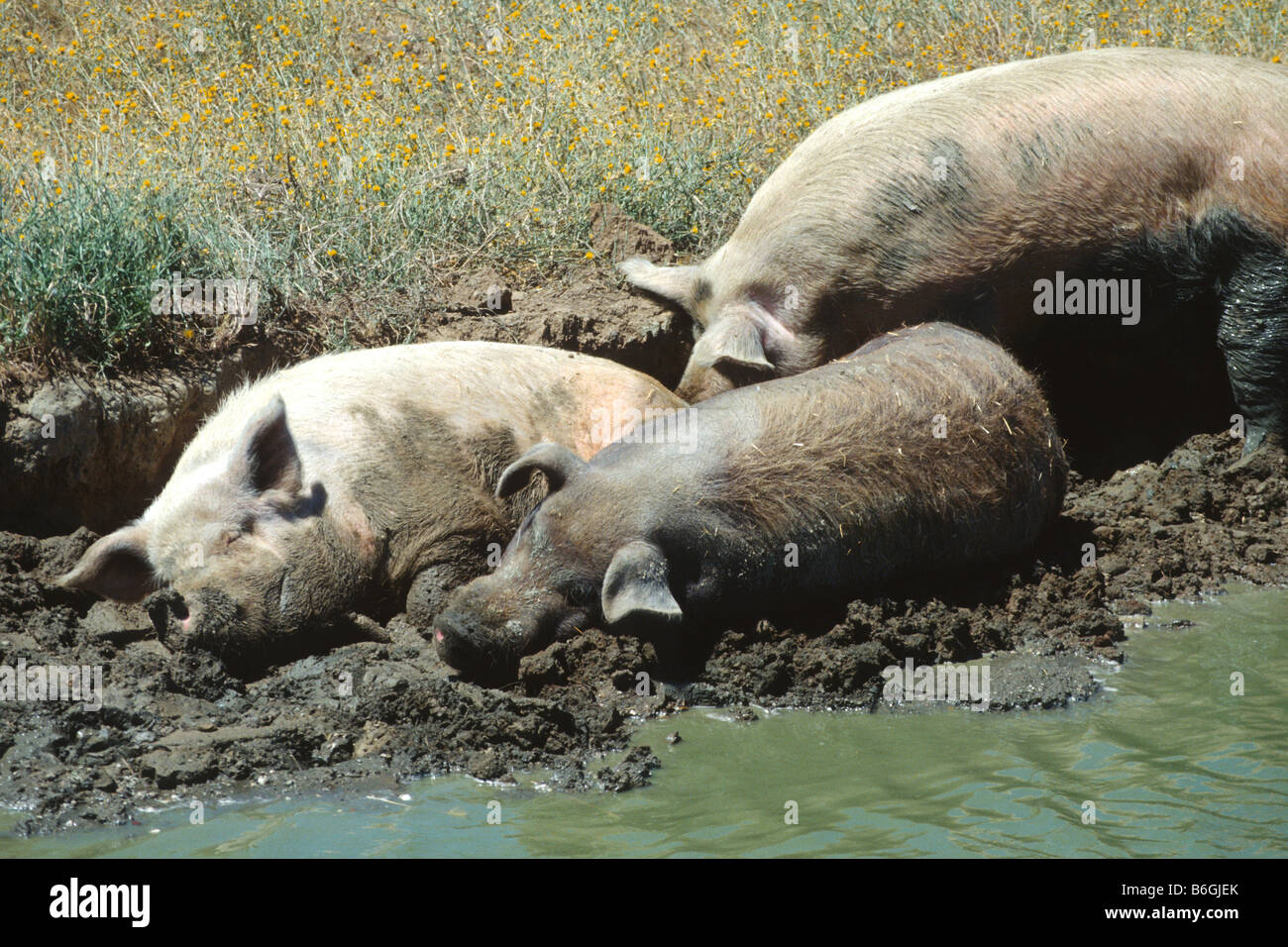 Pigs wallowing in mud hi-res stock photography and images - Alamy