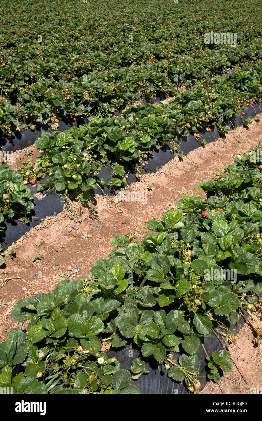 Strawberry Fields On Farm In Adelaide Australia Stock Photo - Alamy
