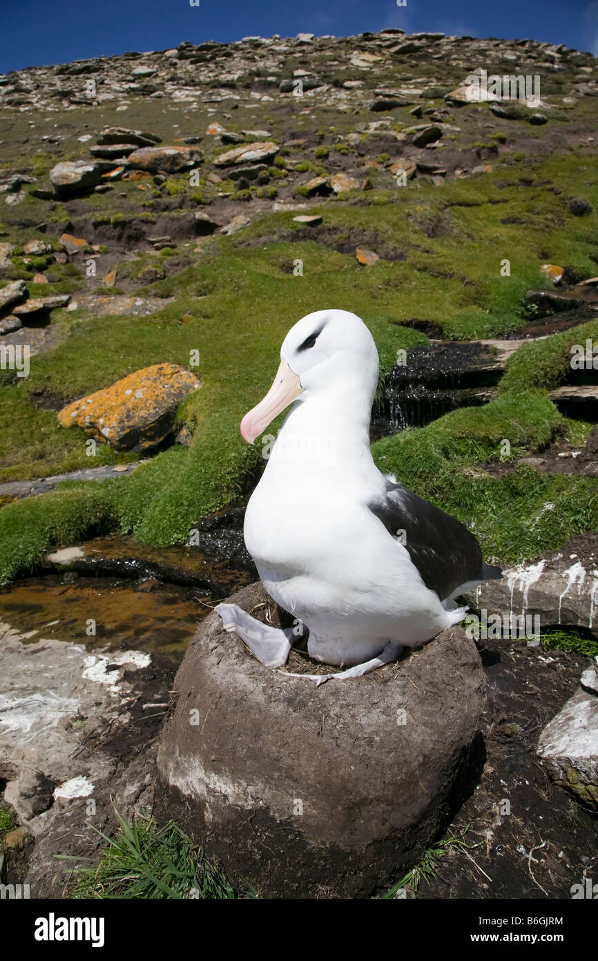 Black browed Albatross Stock Photo - Alamy