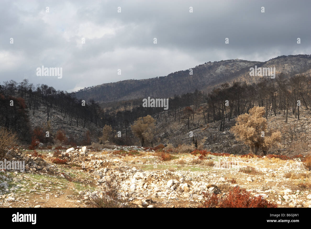 After a forest fire Stock Photo - Alamy