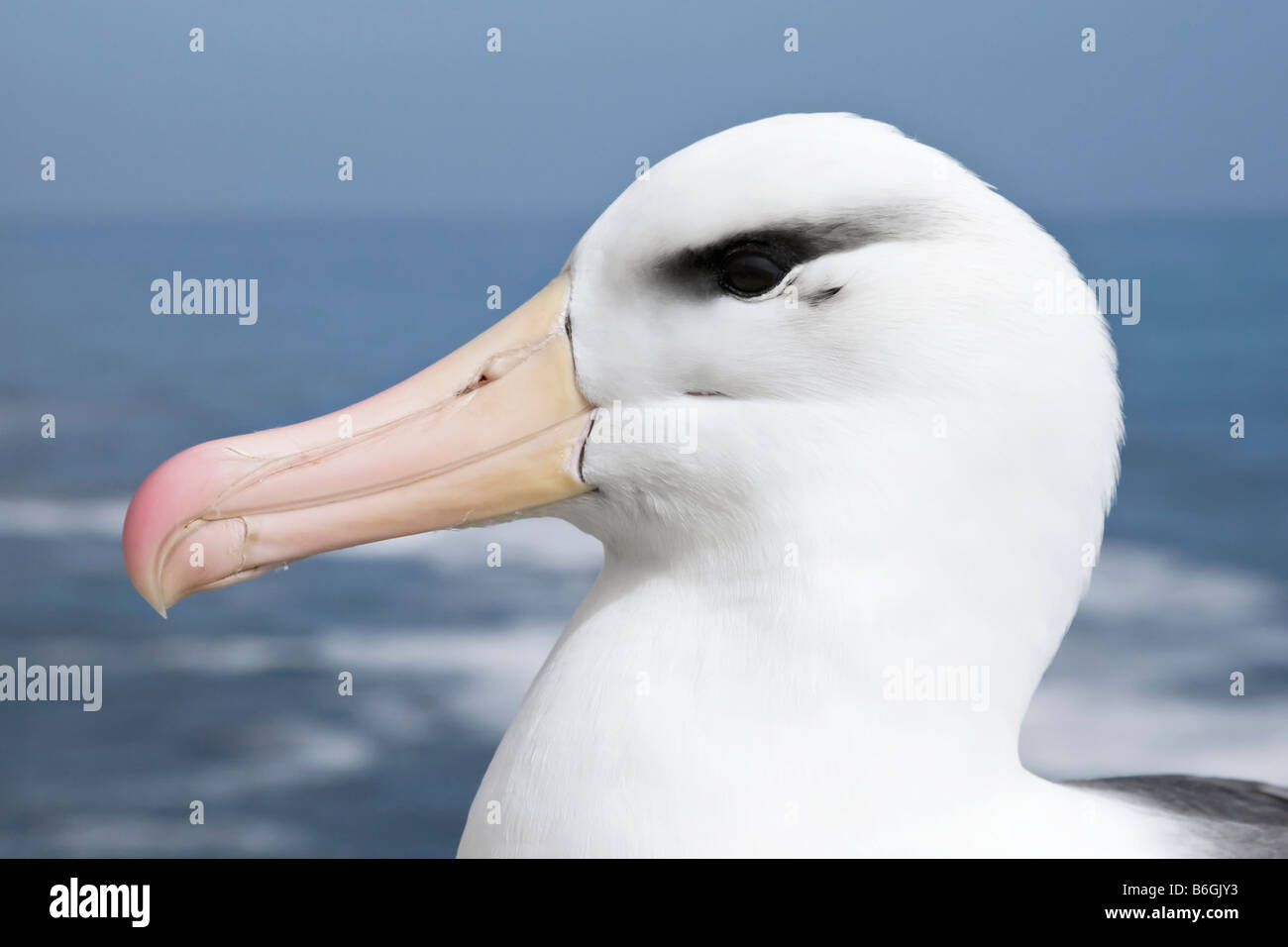 Albatross face hi-res stock photography and images - Alamy
