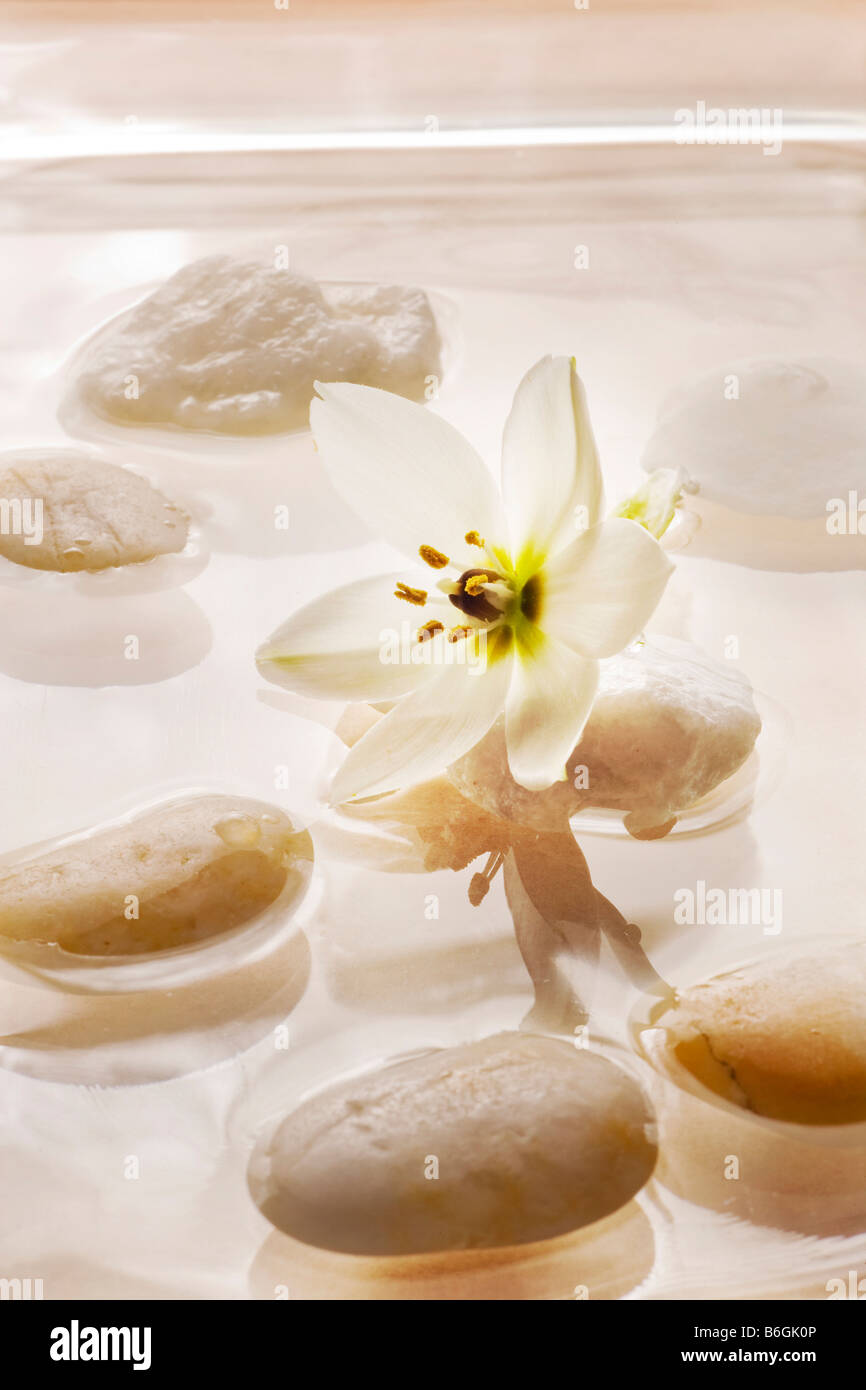 Floating white spa flower Stock Photo - Alamy