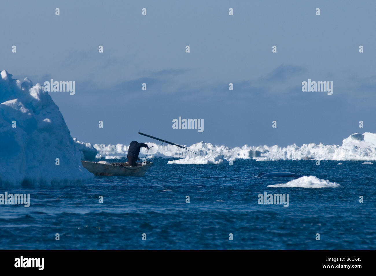 Inupiaq subsistence whaler attempts to harpoon a passing bowhead whale ...