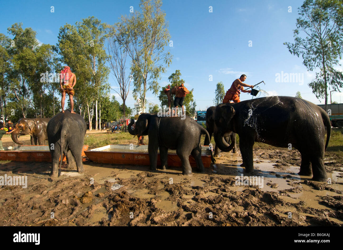 elephants getting bathed at the Elephant Roundup in Surin Thailand ...