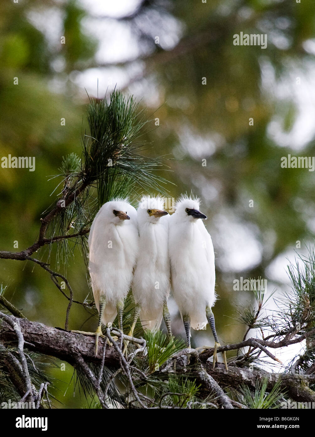 Birds huddling together hi-res stock photography and images - Alamy