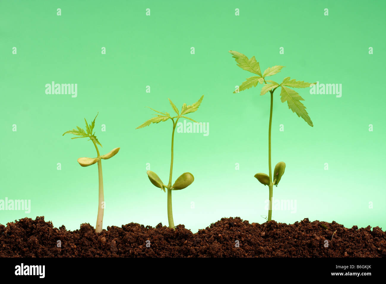 Symbolic Of New Life Hi Res Stock Photography And Images Alamy
