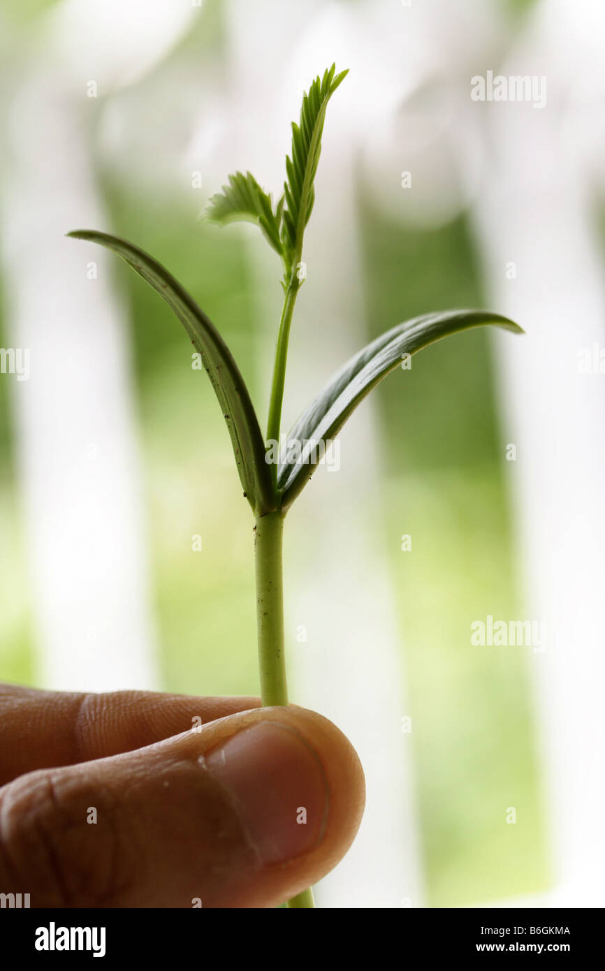 Evolution plant macro hi-res stock photography and images - Alamy