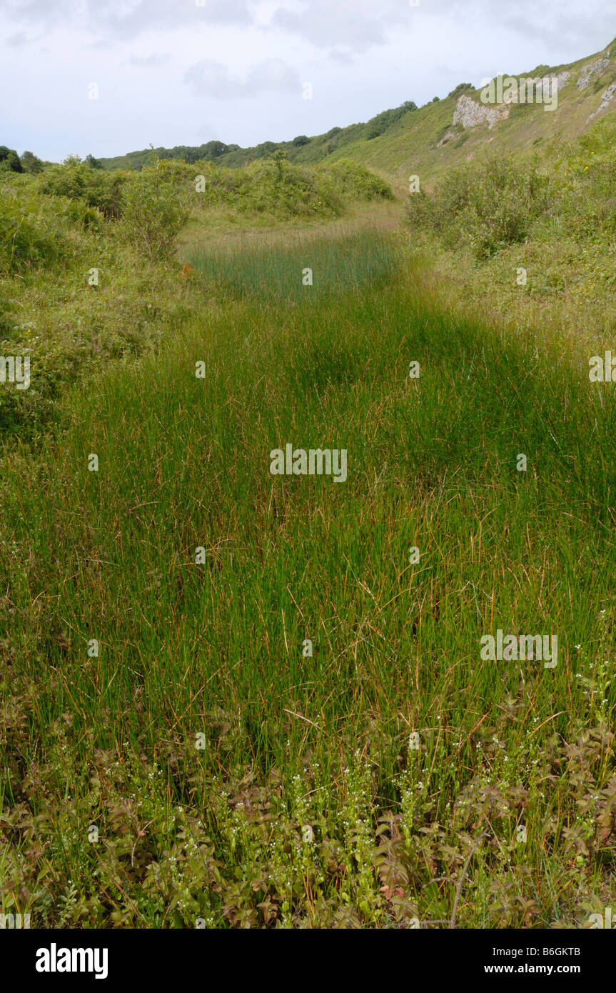 Wet dune slack hi-res stock photography and images - Alamy