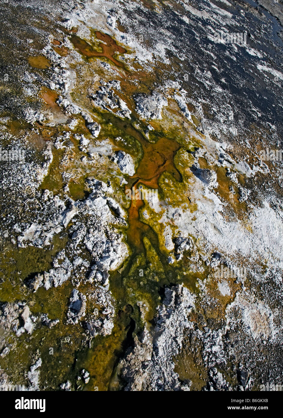 Algae adapted to growing in the hot and saline springs of the Tatio ...