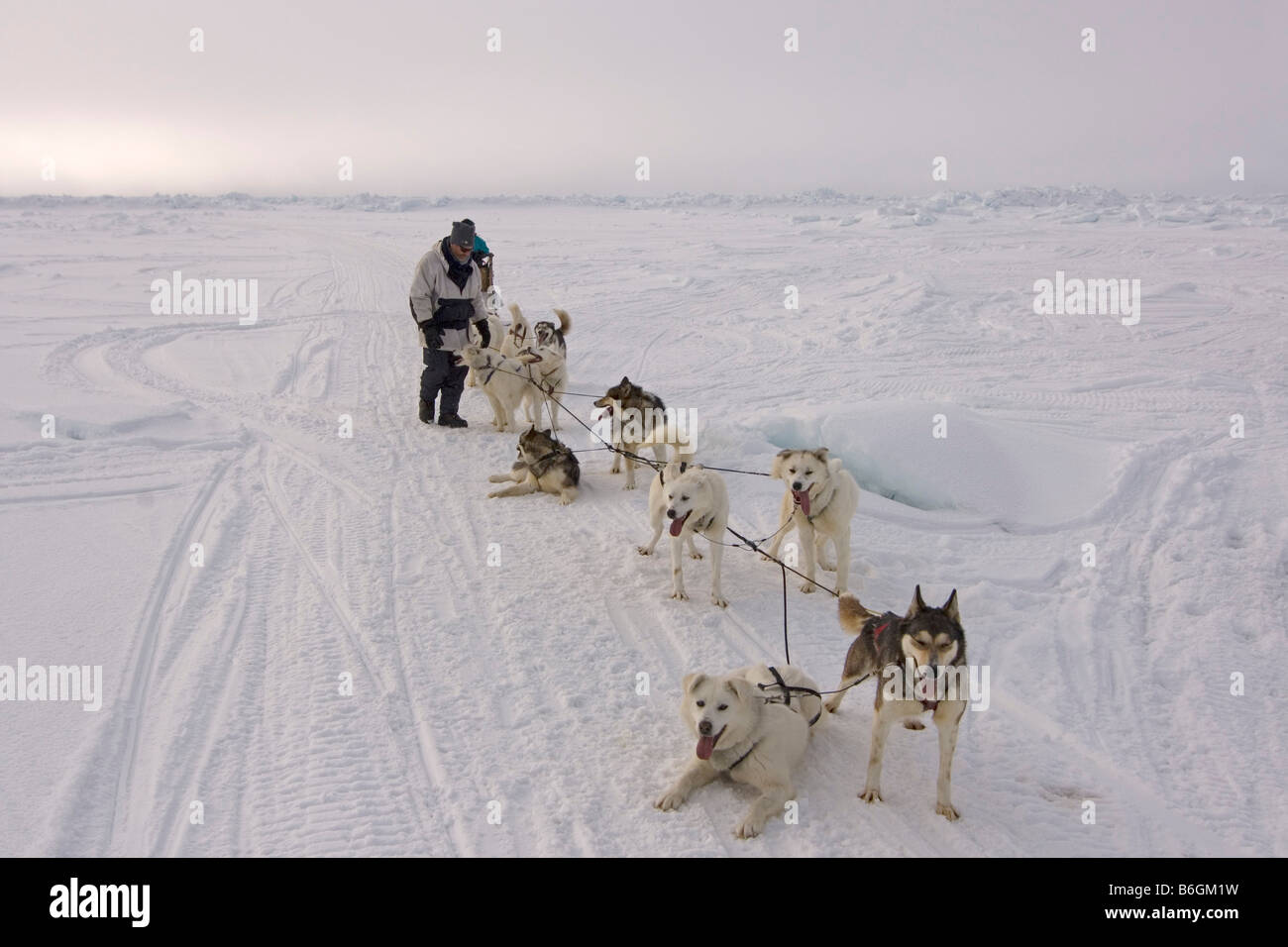 dog musher with sled dogs on the pack ice along the Arctic coast ...