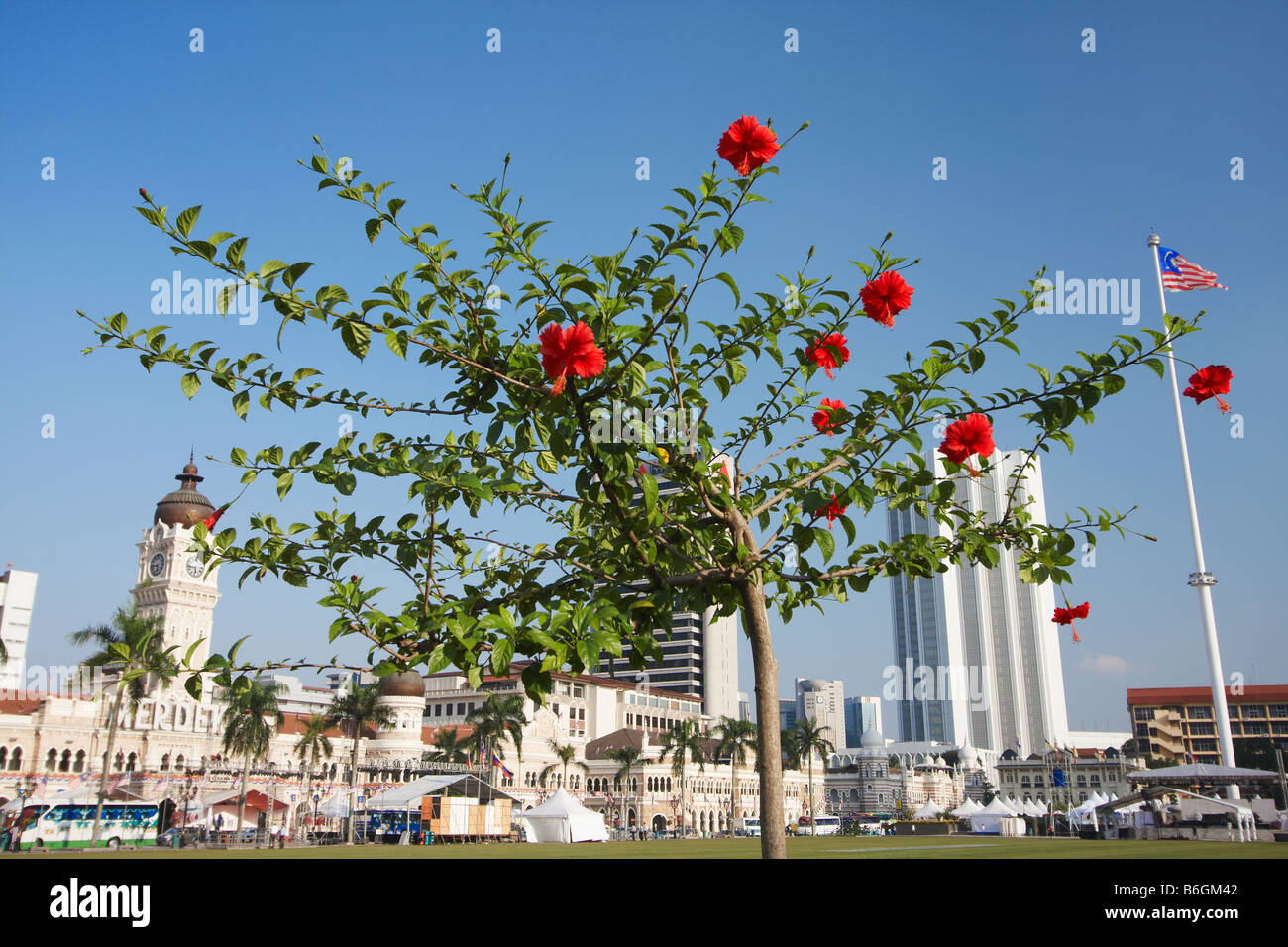 Hibiscus Tree In Merdeka Square, Kuala Lumpur Stock Photo - Alamy