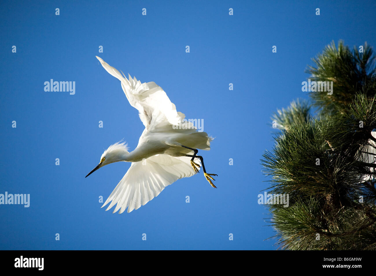 Jumping off tree branch hi-res stock photography and images - Alamy