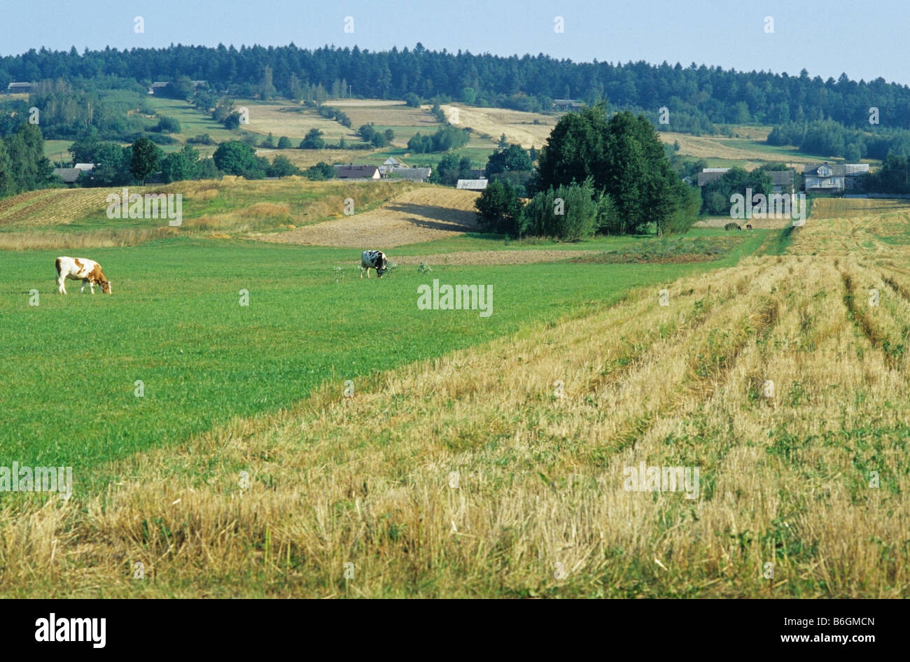 Cows near village hi-res stock photography and images - Alamy