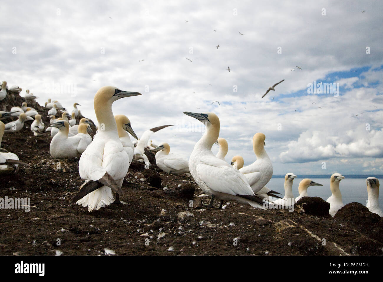 Gannet hi-res stock photography and images - Alamy