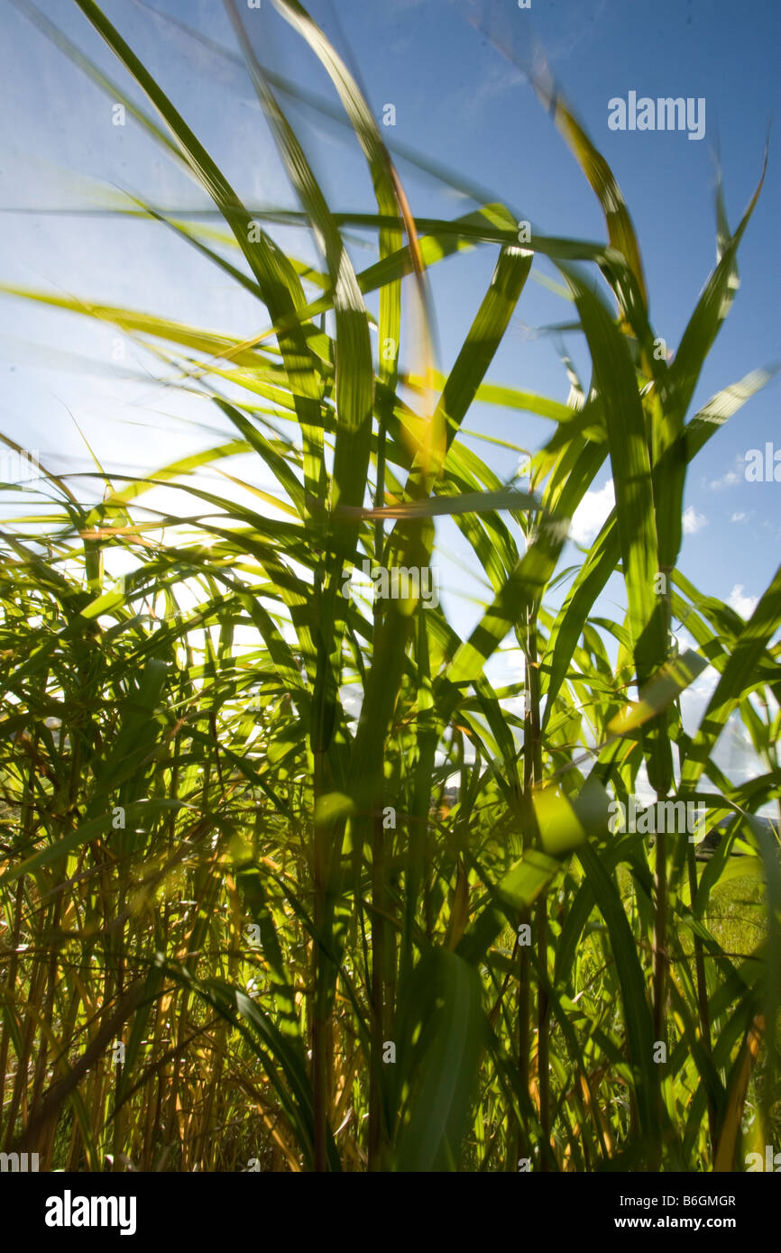 Grass Crops in sunlight Stock Photo - Alamy