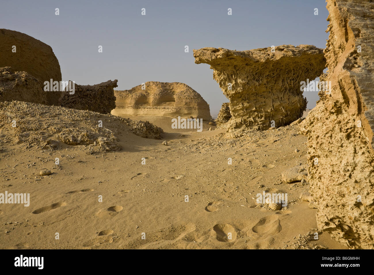 fossilized mangrove swamp, Wadi Al-Hitan (Whale Valley), Fayoum, Egypt ...
