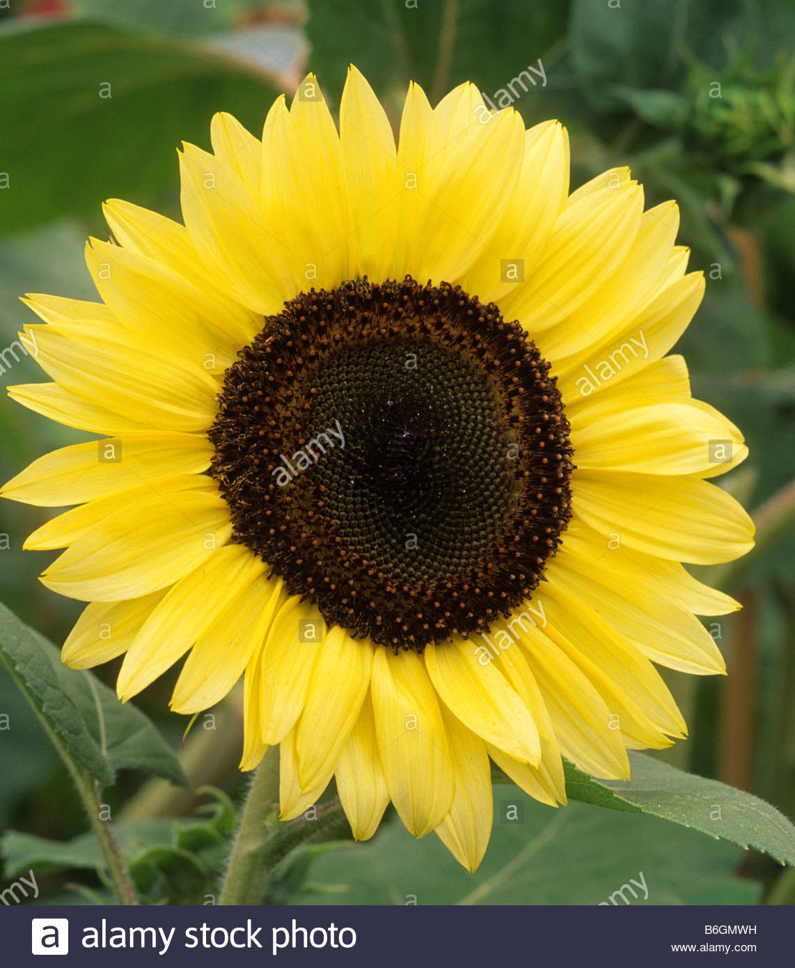 Moonwalker Stock Photos & Moonwalker Stock Images - Alamy