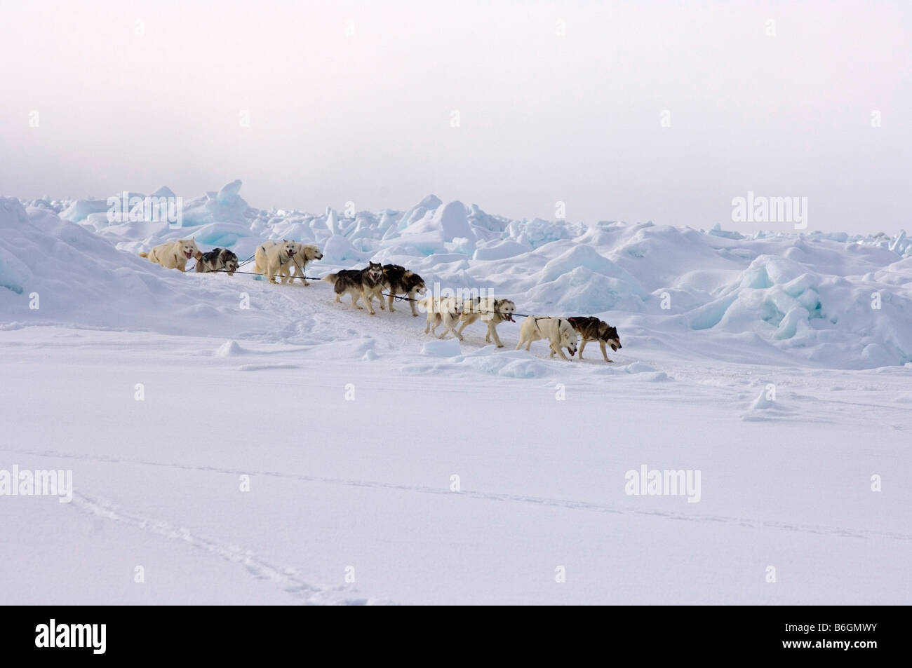 pack of sled dogs running on the pack ice along the Arctic coast ...