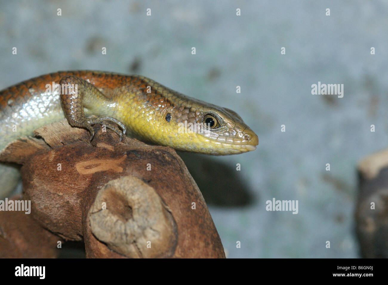 Mabuya hi-res stock photography and images - Alamy