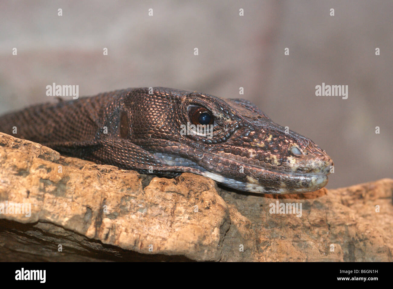 Varanus salvator togianus Malayan Water Monitor Stock Photo - Alamy