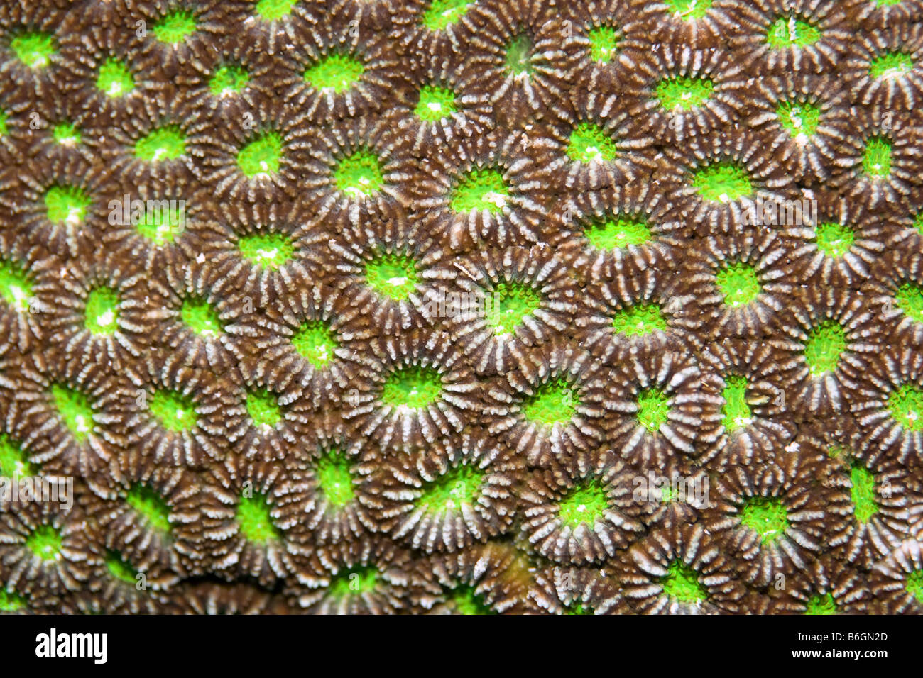 Coral texture hi-res stock photography and images - Alamy