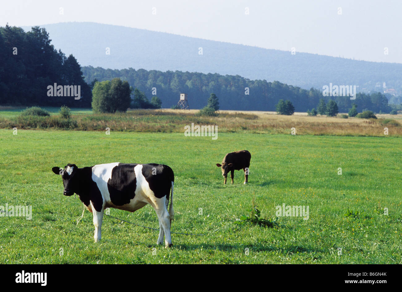 Poland pasture hi-res stock photography and images - Alamy