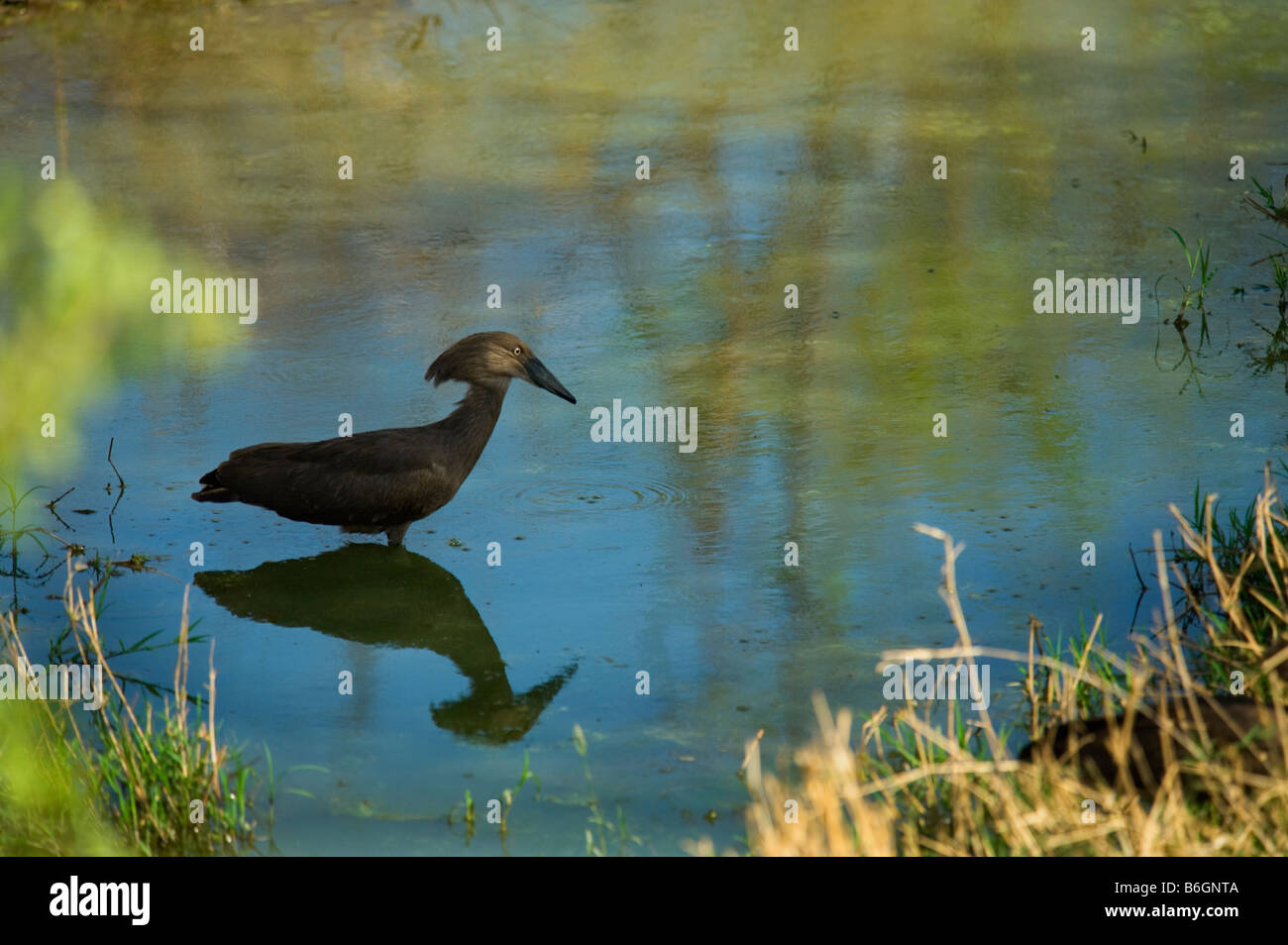 hammerkop south-africa Hammerkop hammerhead bird Scopus umbretta ...