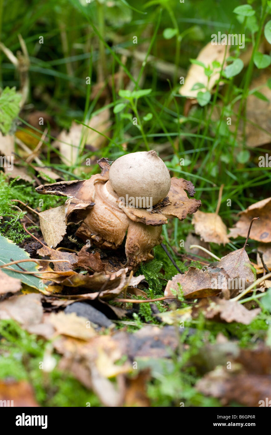 Collared Earth Star Geastrun triplex fungi fruiting body growing on ...