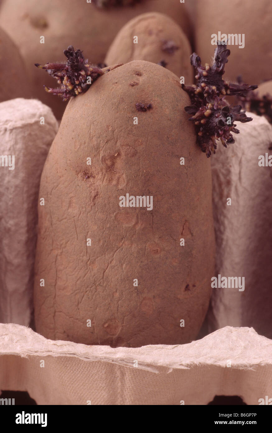 Mayan gold potato hi-res stock photography and images - Alamy