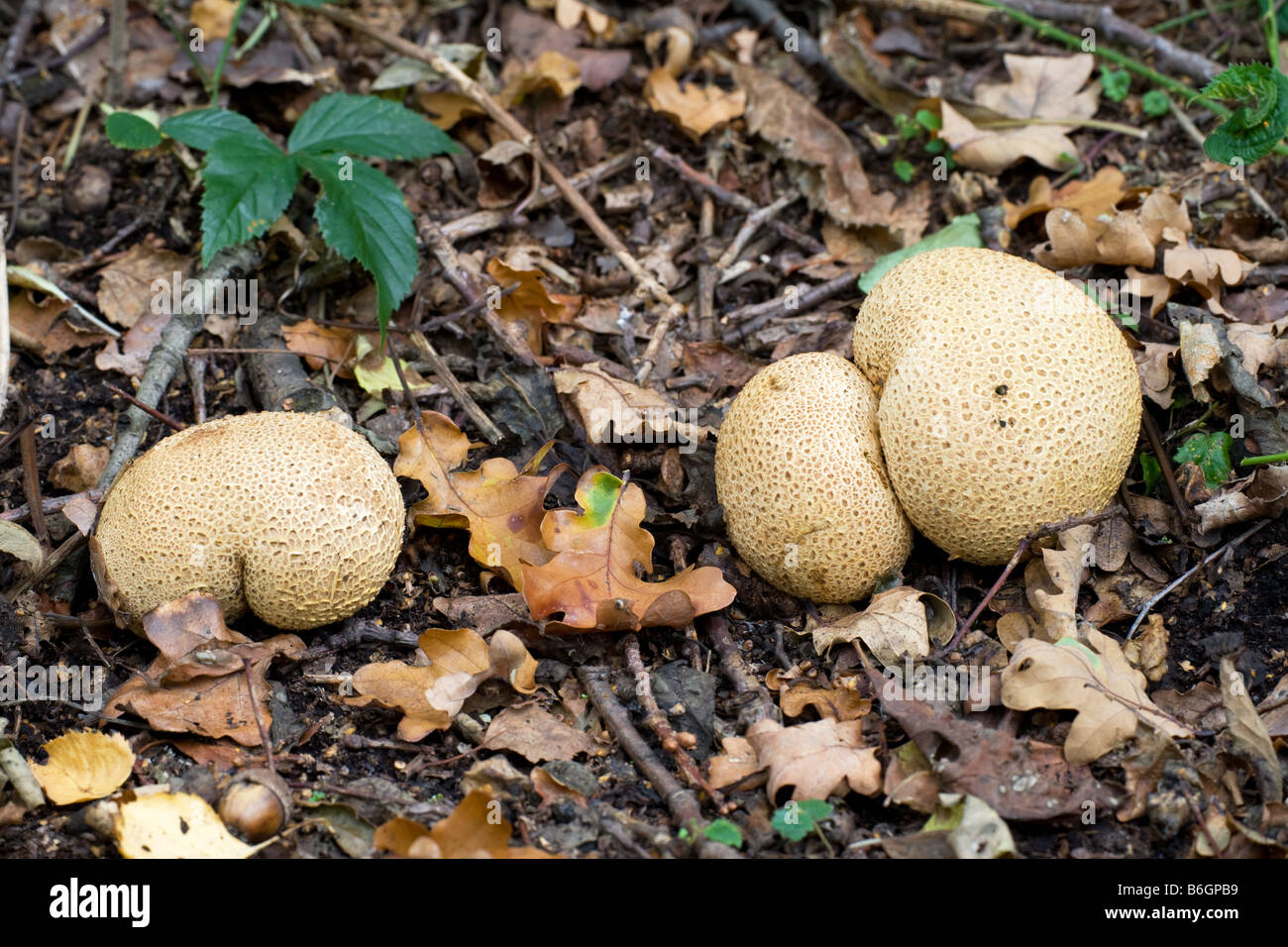 Common Earth Ball Scleroderma citrinum fungi growing on woodland leaf ...