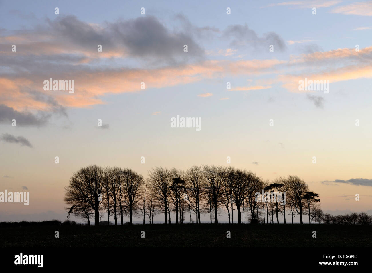 Line of trees hi-res stock photography and images - Alamy