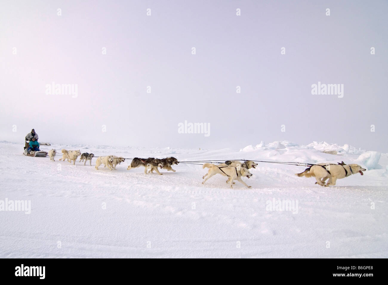 dog mushers take a ride over the pack ice along the Arctic coast ...