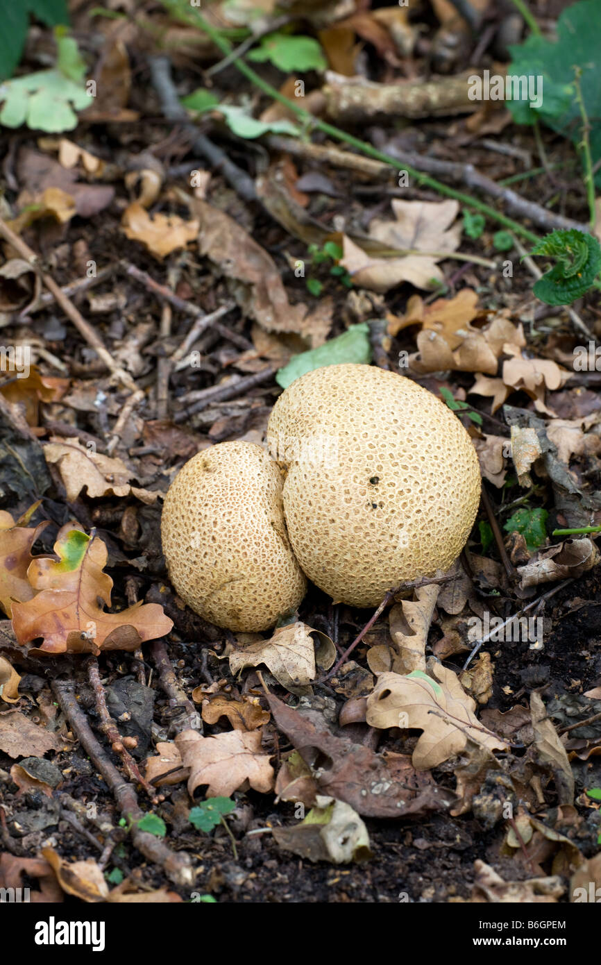 Common Earth Ball Scleroderma citrinum fungi growing on woodland leaf ...