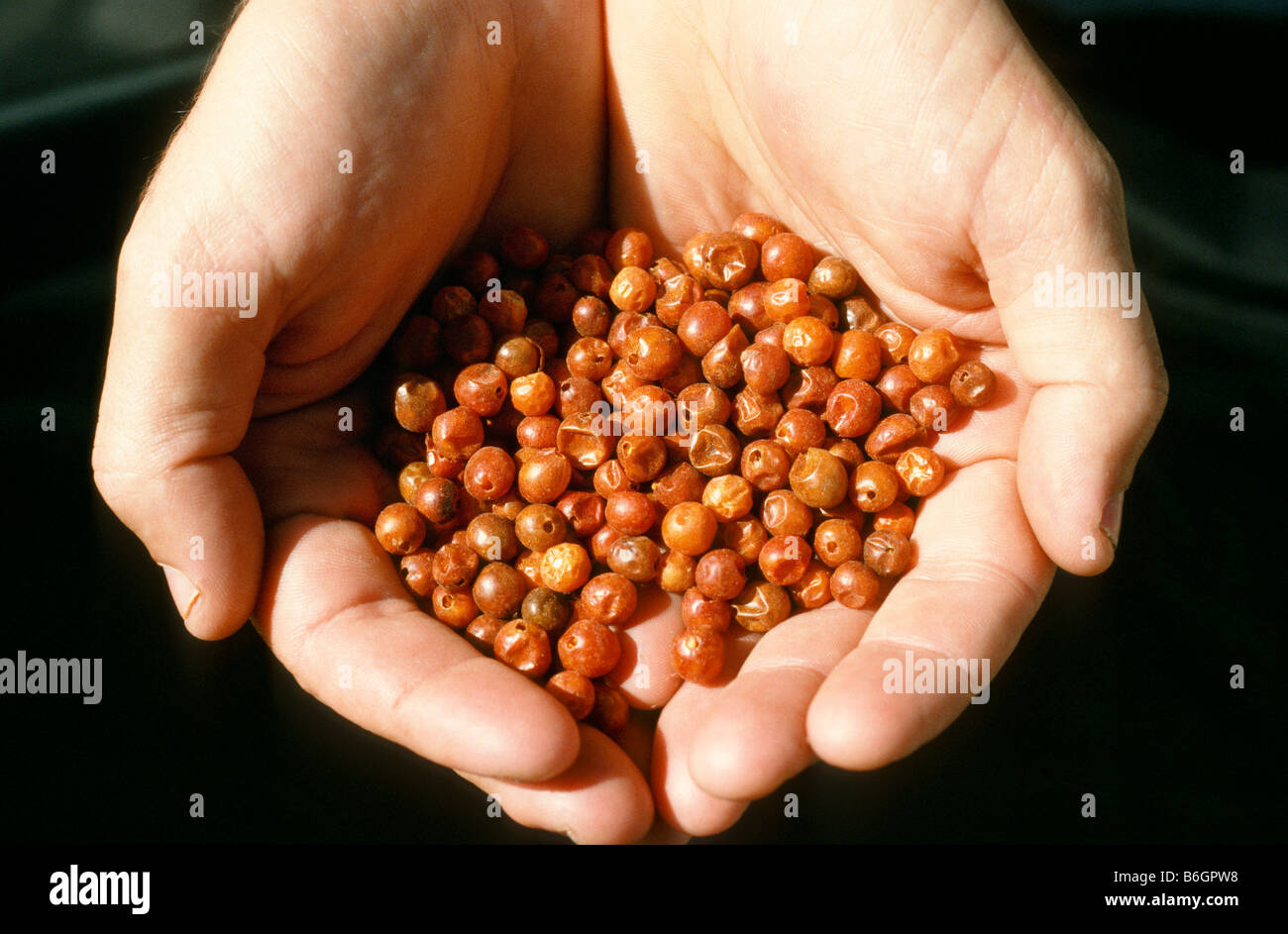 Chiltepin wild chile pepper considered hottest chili in the world Stock ...