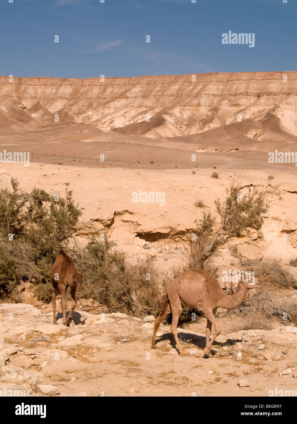 Israel camel herd grazing Negev Judea Desert South part of the dead sea ...