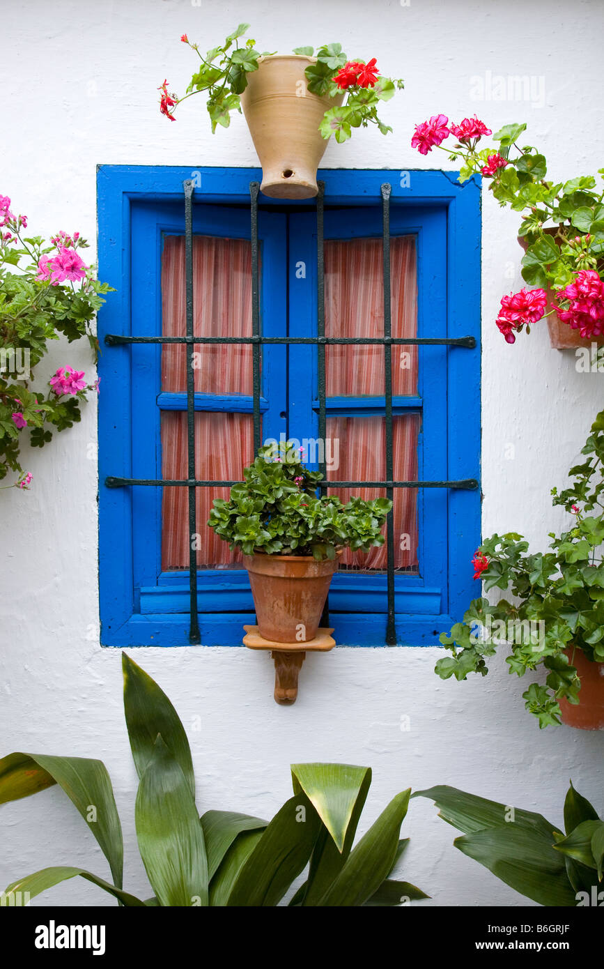 Spanish window at Los Patios Festival, Patio Festival Cordoba Spain ...