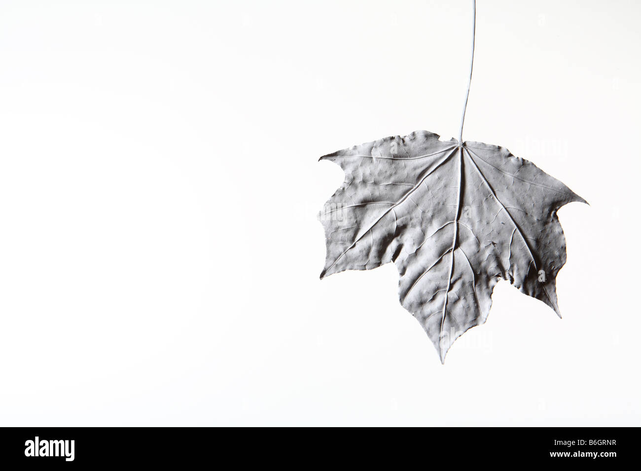 White painted maple wood hi-res stock photography and images - Alamy