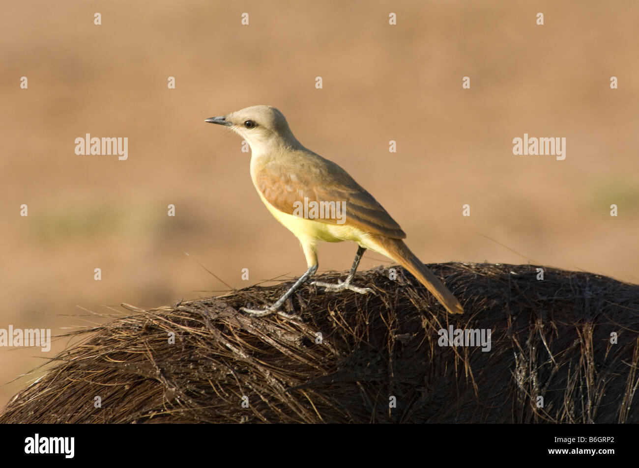 Capybara argentina bird hi-res stock photography and images - Alamy