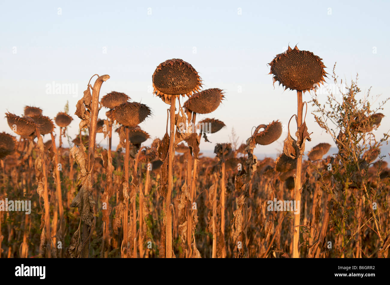 Dead sunflower hi-res stock photography and images - Alamy