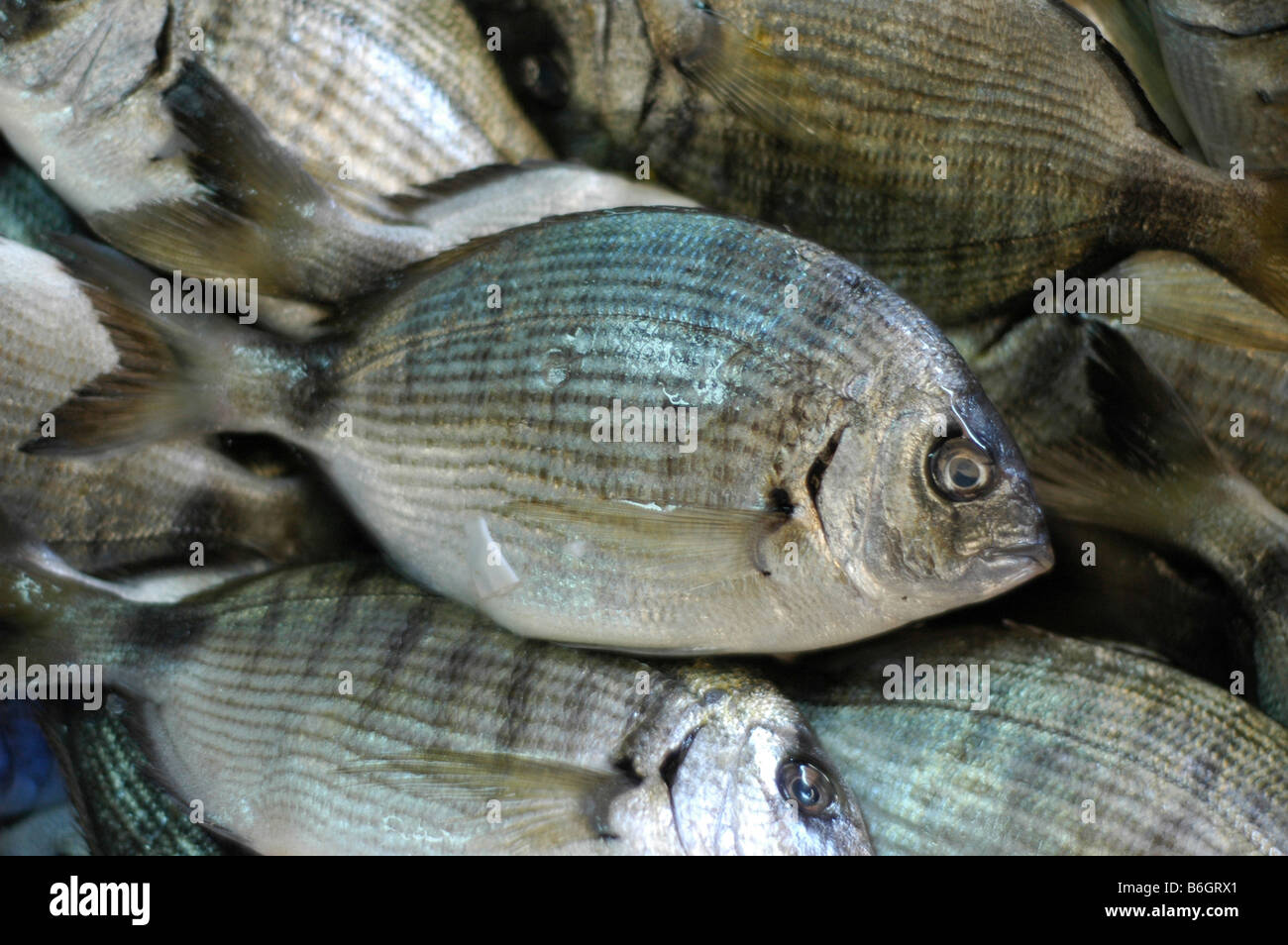A pile of Fresh fish at a fish market Stock Photo - Alamy