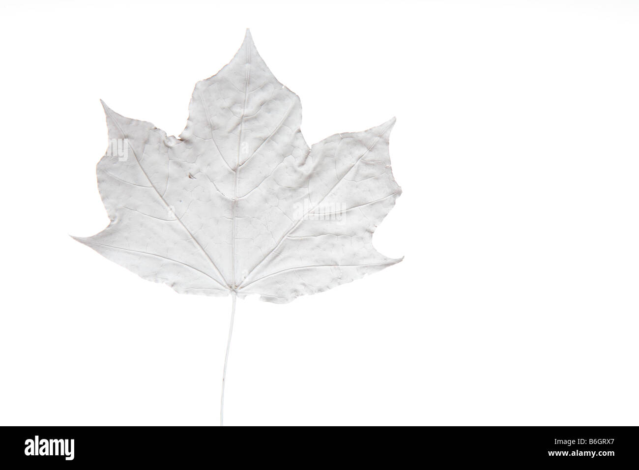 White Maple Leaf on a White Background Stock Photo - Alamy